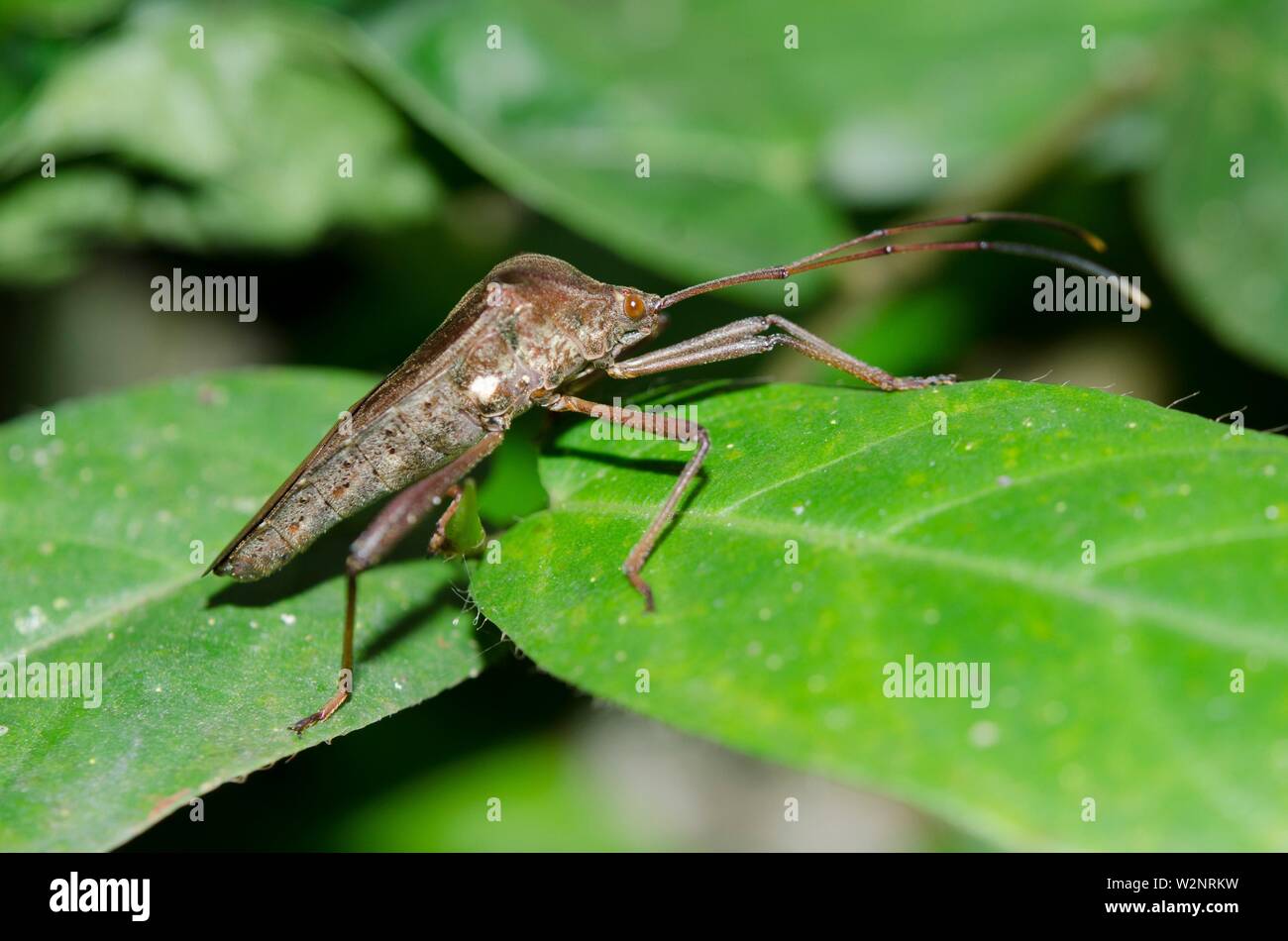 Leaf footed bug coreidae family hi-res stock photography and images - Alamy