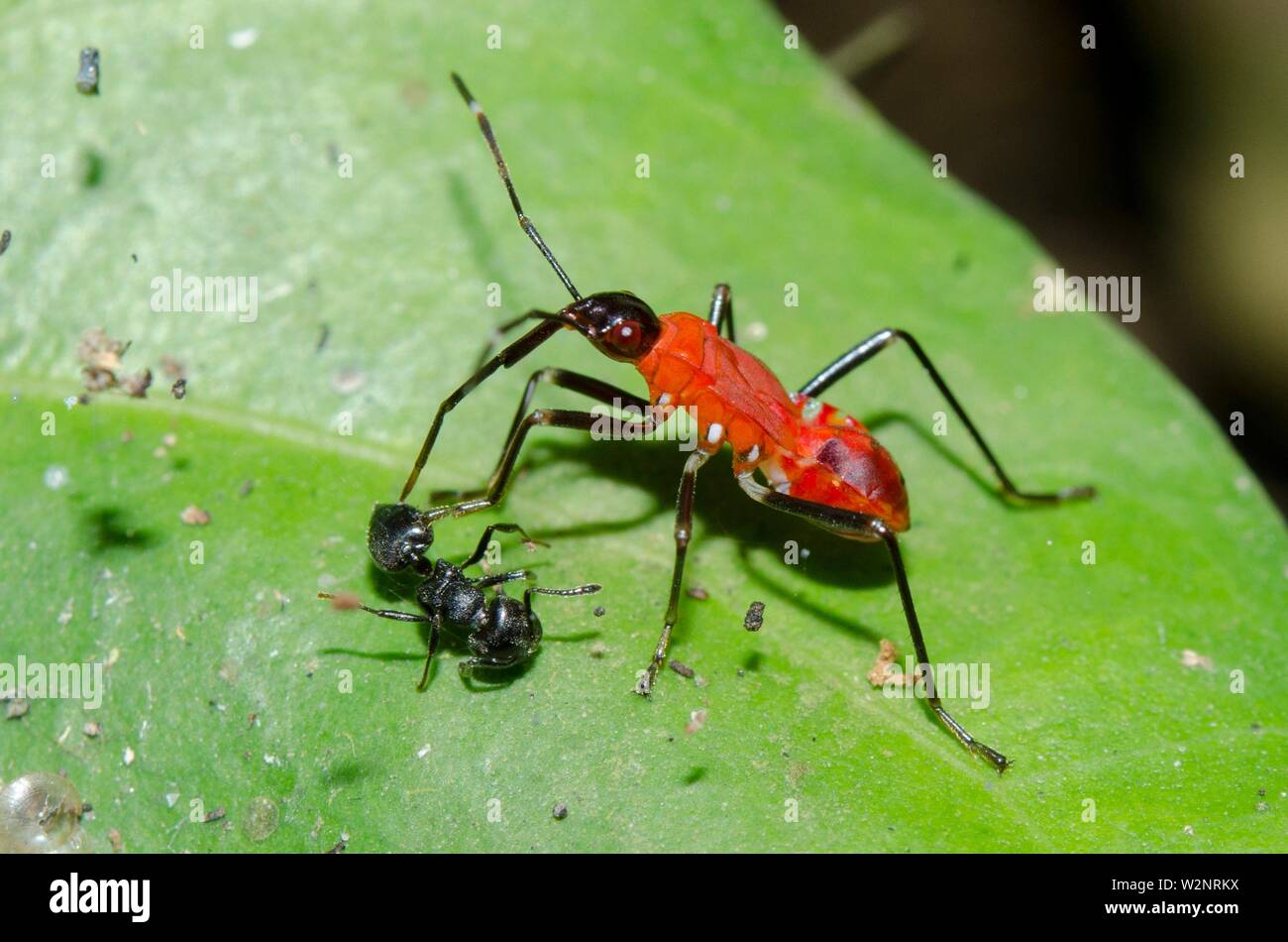 Ant As Prey High Resolution Stock Photography and Images - Alamy