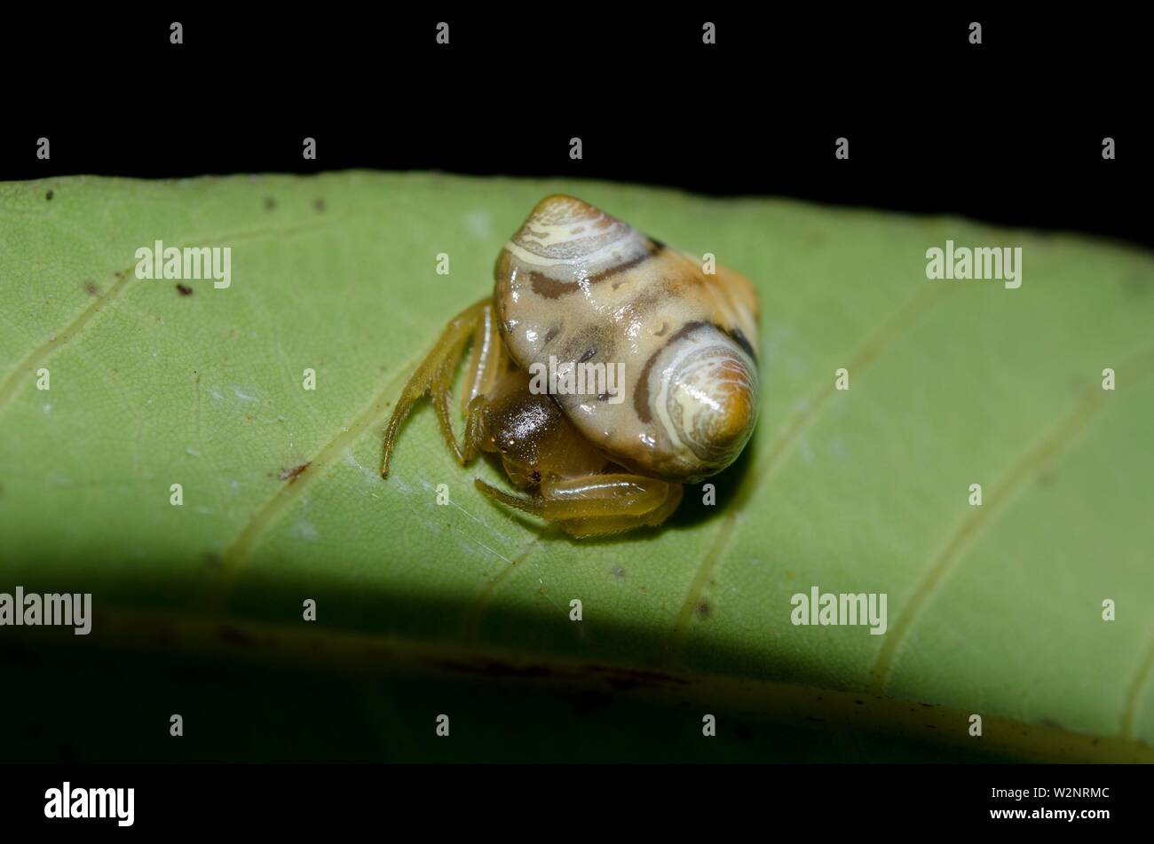 Araneomorphae family hi-res stock photography and images - Alamy