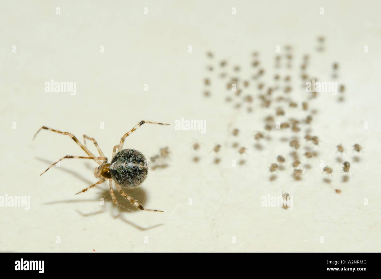 Baby Surrounded High Resolution Stock Photography and Images - Alamy