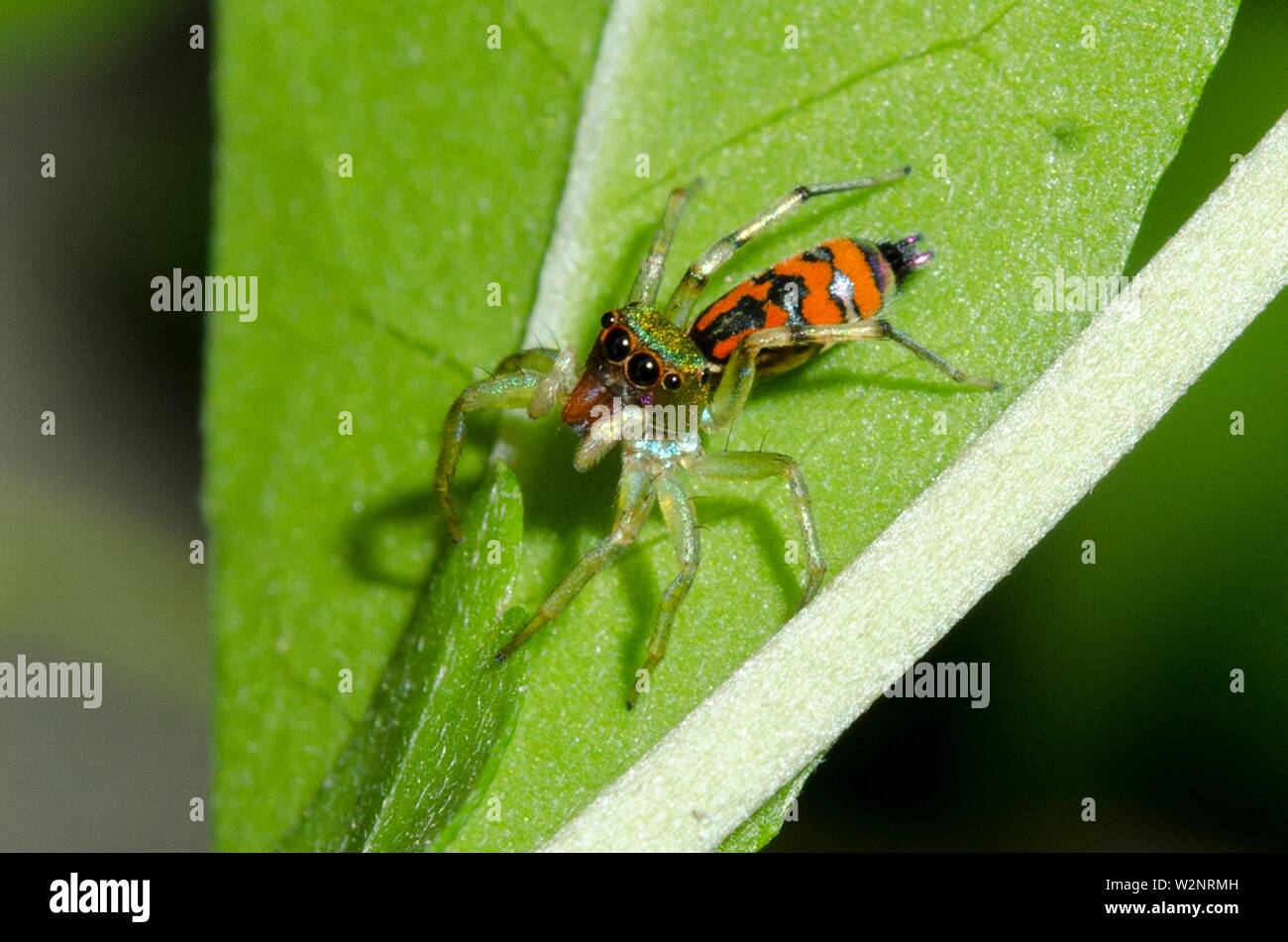 Salticidae High Resolution Stock Photography and Images - Alamy