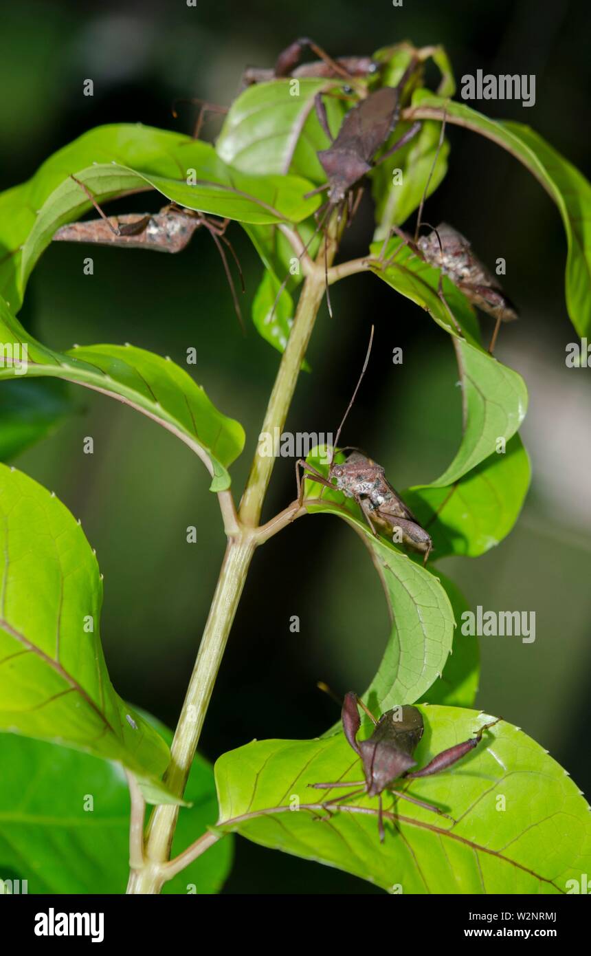 Leaf footed bug coreidae family hi-res stock photography and images - Alamy