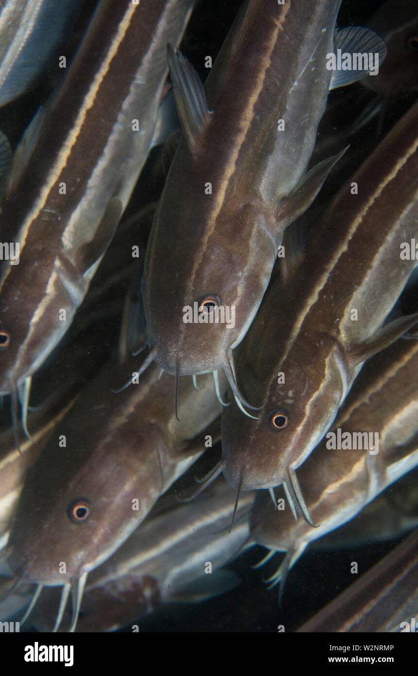 Striped Eel Catfish High Resolution Stock Photography and Images - Alamy