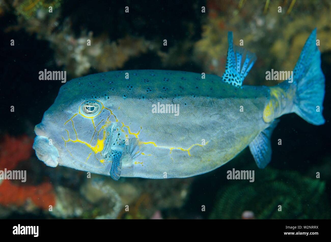 Ostraciidae High Resolution Stock Photography and Images - Alamy