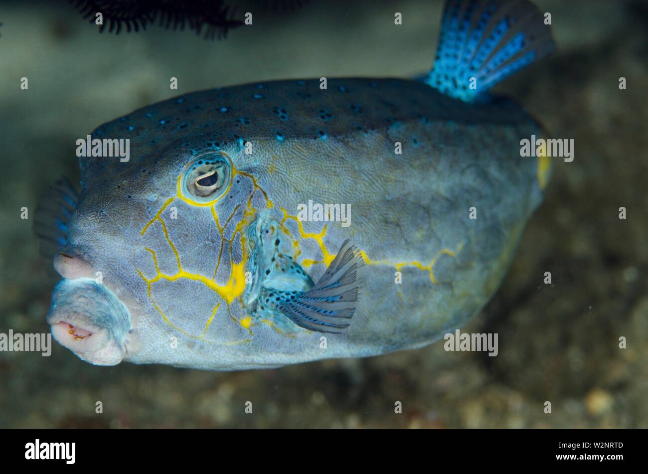 Ostraciidae High Resolution Stock Photography and Images - Alamy