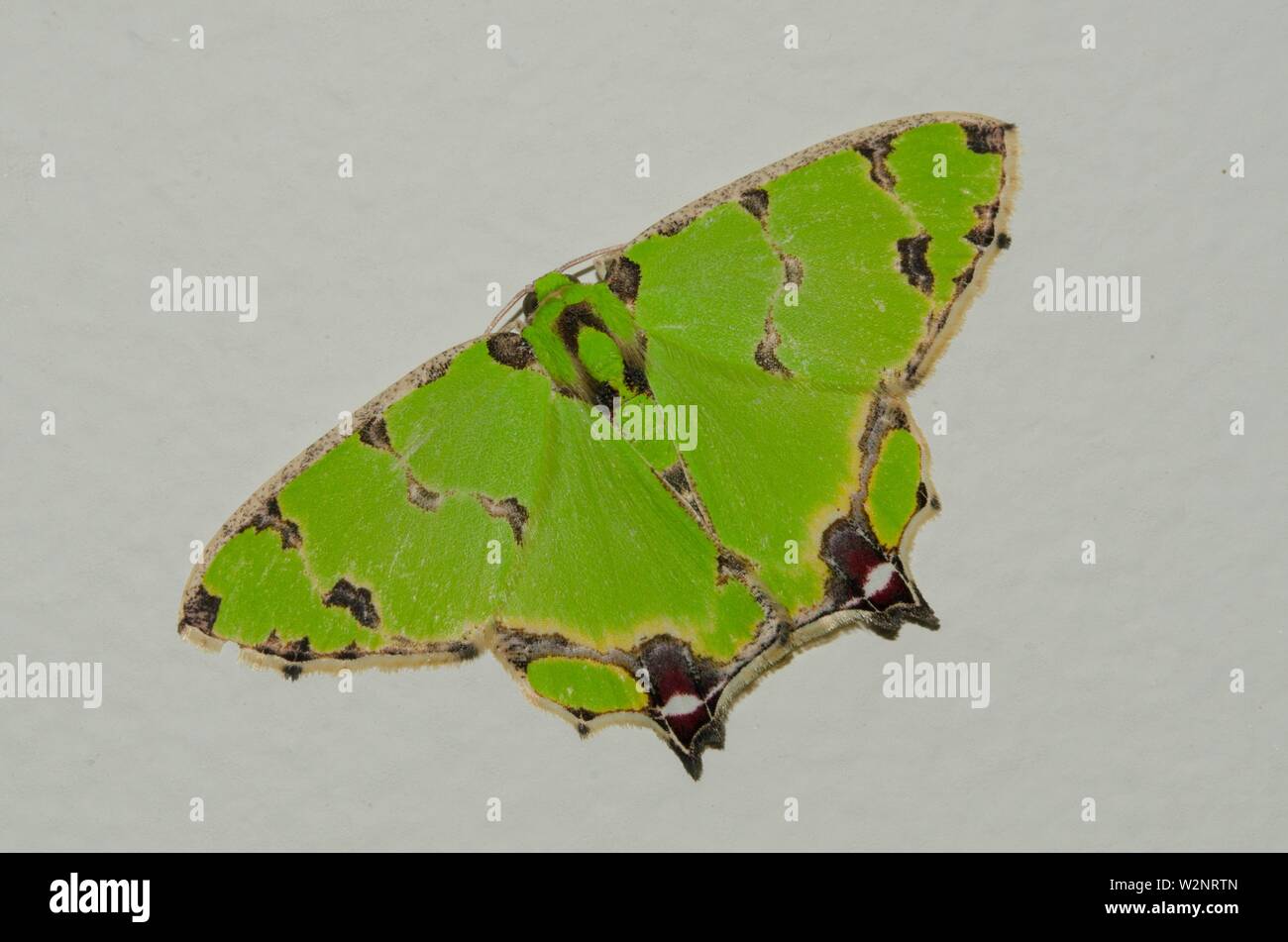 Moth Geometridae High Resolution Stock Photography and Images - Alamy