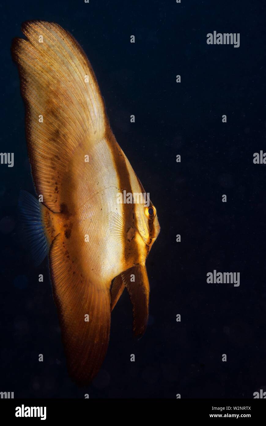 Platax Boersii High Resolution Stock Photography and Images - Alamy