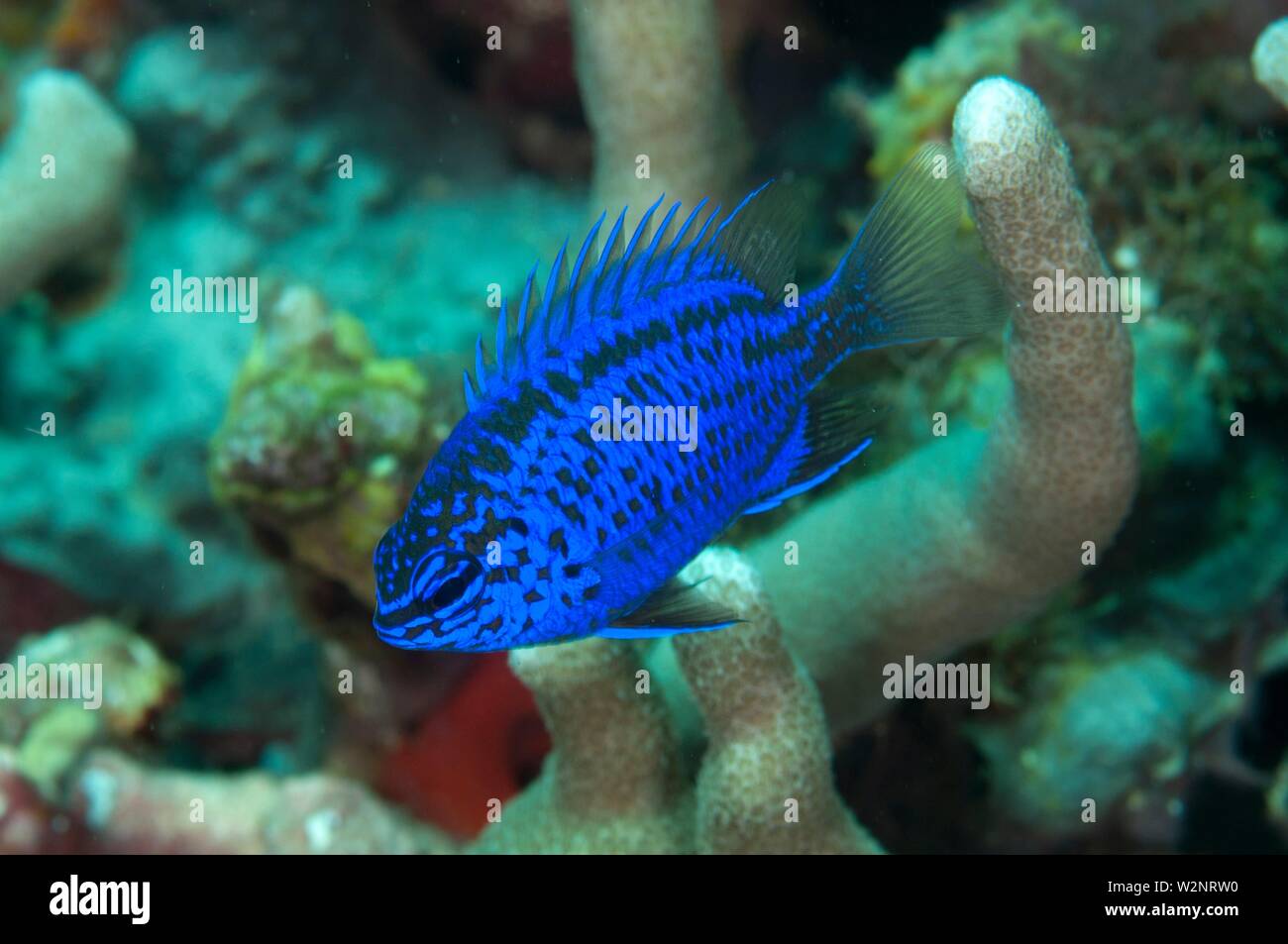 Chrysiptera springeri hi-res stock photography and images - Alamy