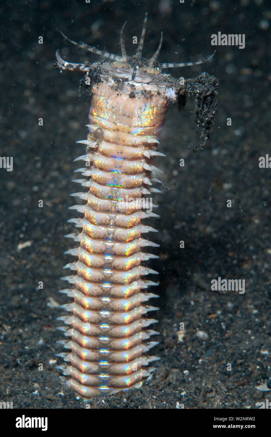 Eunice Aphroditois High Resolution Stock Photography and Images - Alamy