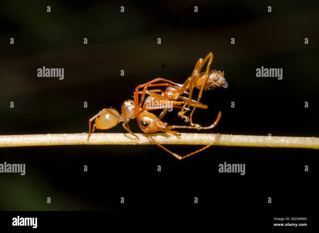 Formicidae Family High Resolution Stock Photography and Images - Alamy