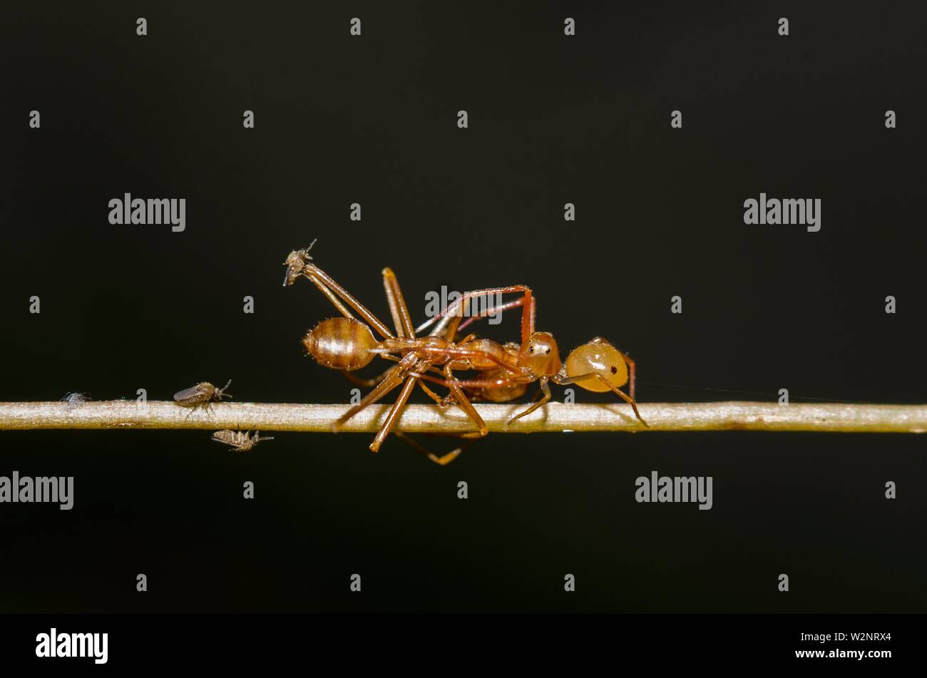 Ant mimic crab spider hi-res stock photography and images - Alamy