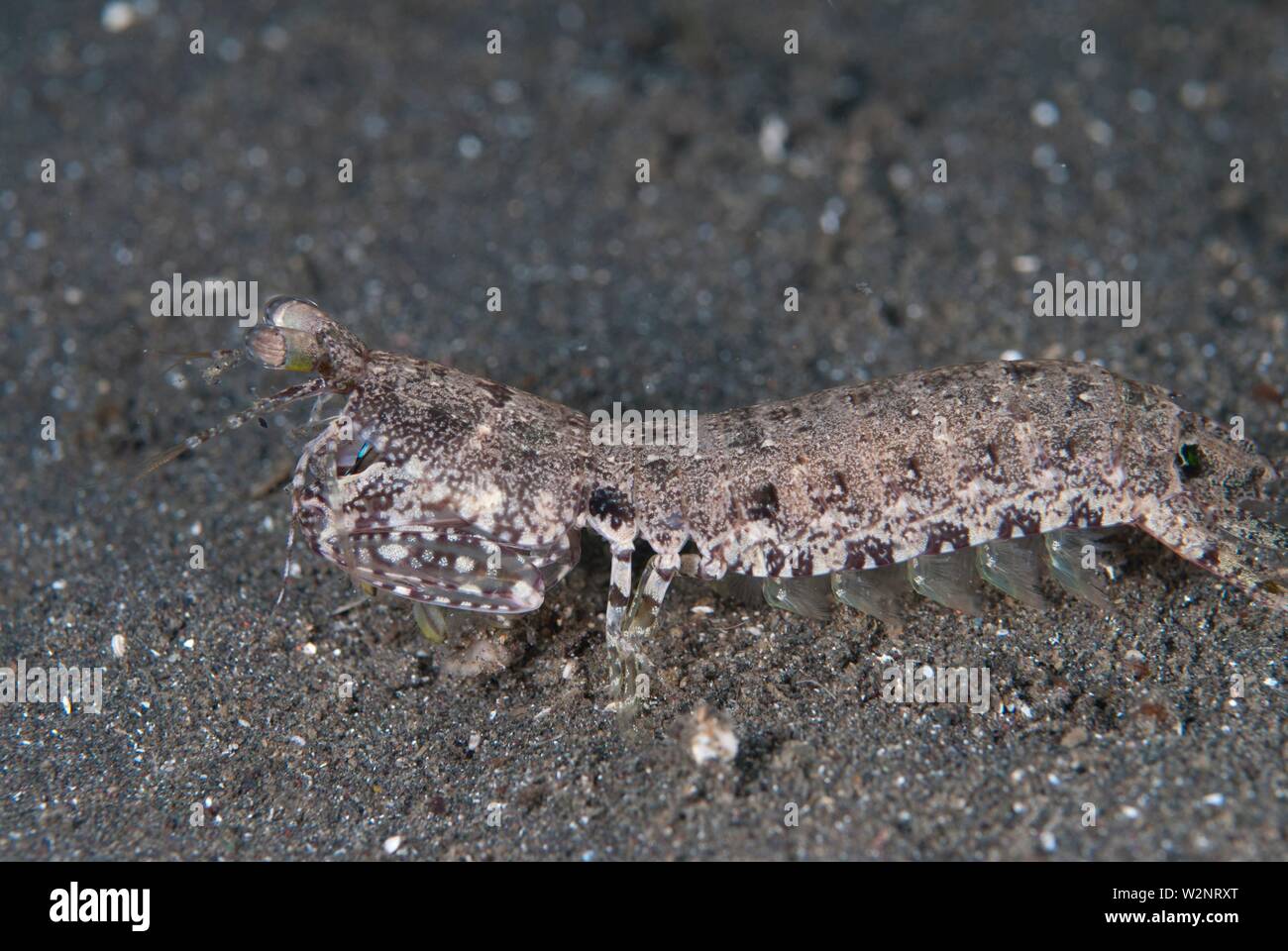 Sand Shrimp High Resolution Stock Photography and Images - Alamy
