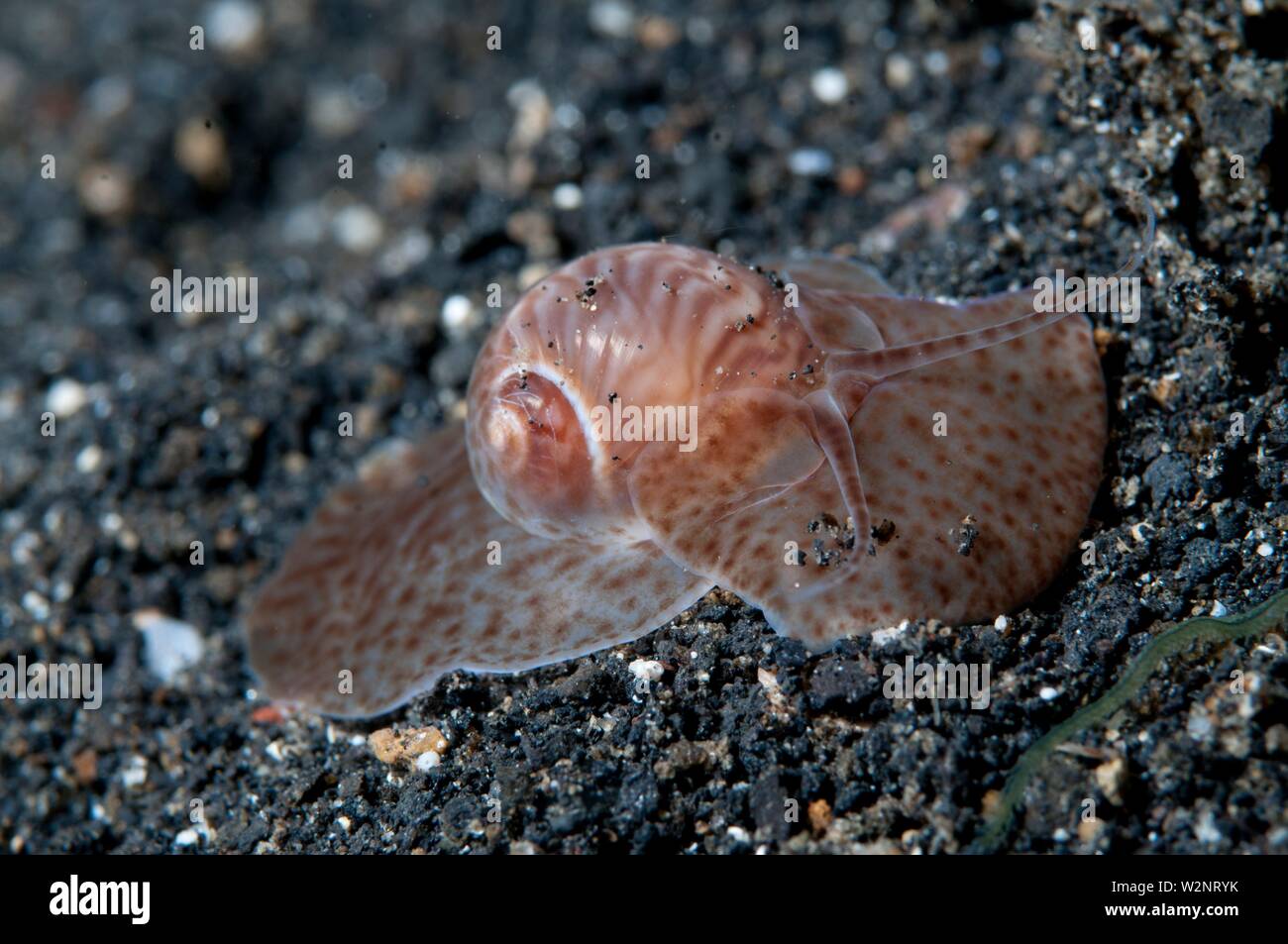 Naticidae High Resolution Stock Photography and Images - Alamy