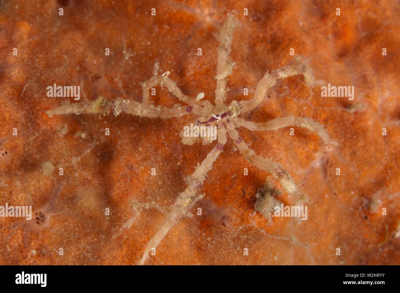 Pantopoda or pycnogonids hi-res stock photography and images - Alamy