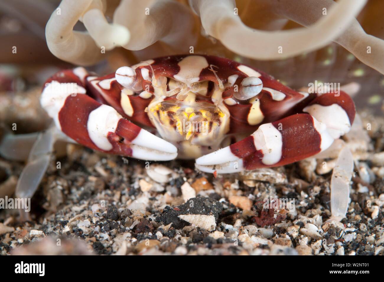 Portunidae High Resolution Stock Photography and Images - Alamy