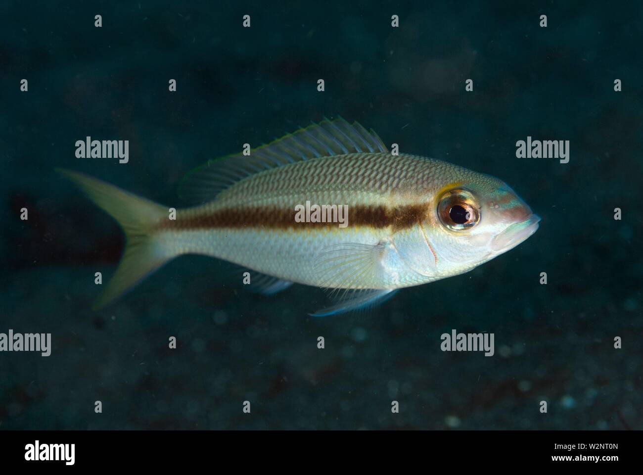 Banded seabream hi-res stock photography and images - Alamy