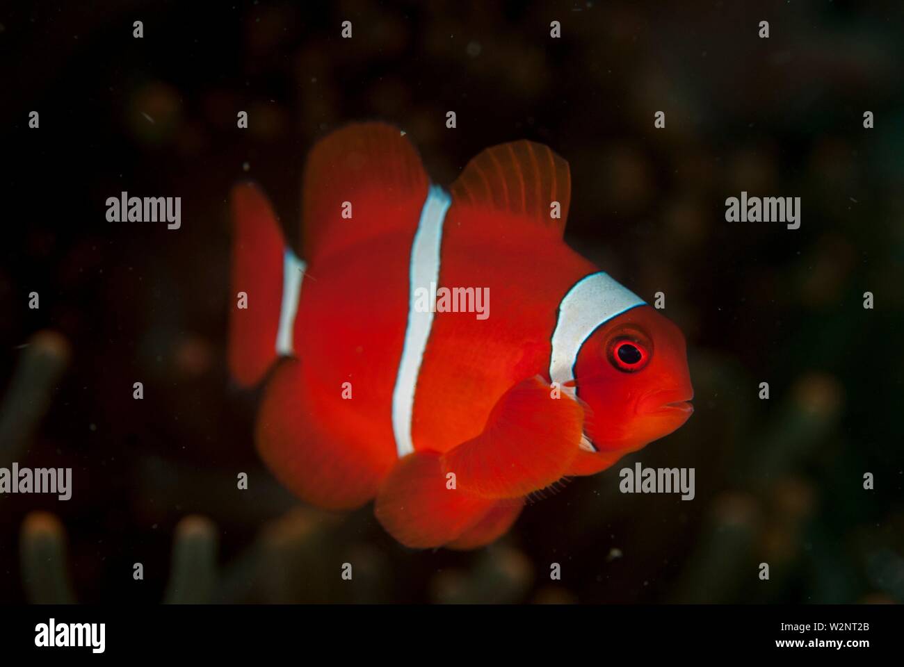 Amphiprion Biaculeatus High Resolution Stock Photography and Images - Alamy