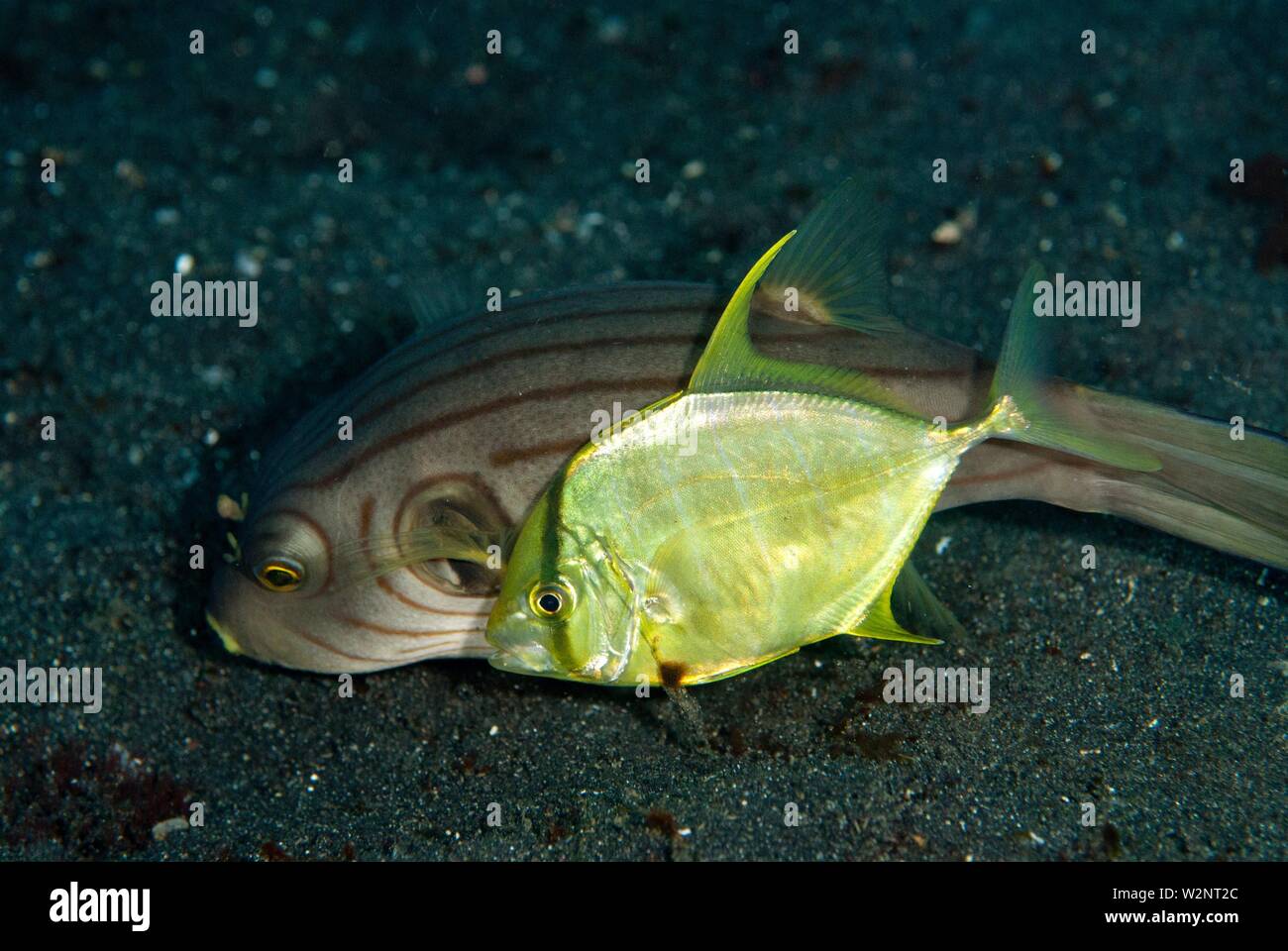 Puffer fish arothron manilensis tetraodontidae hi-res stock photography ...