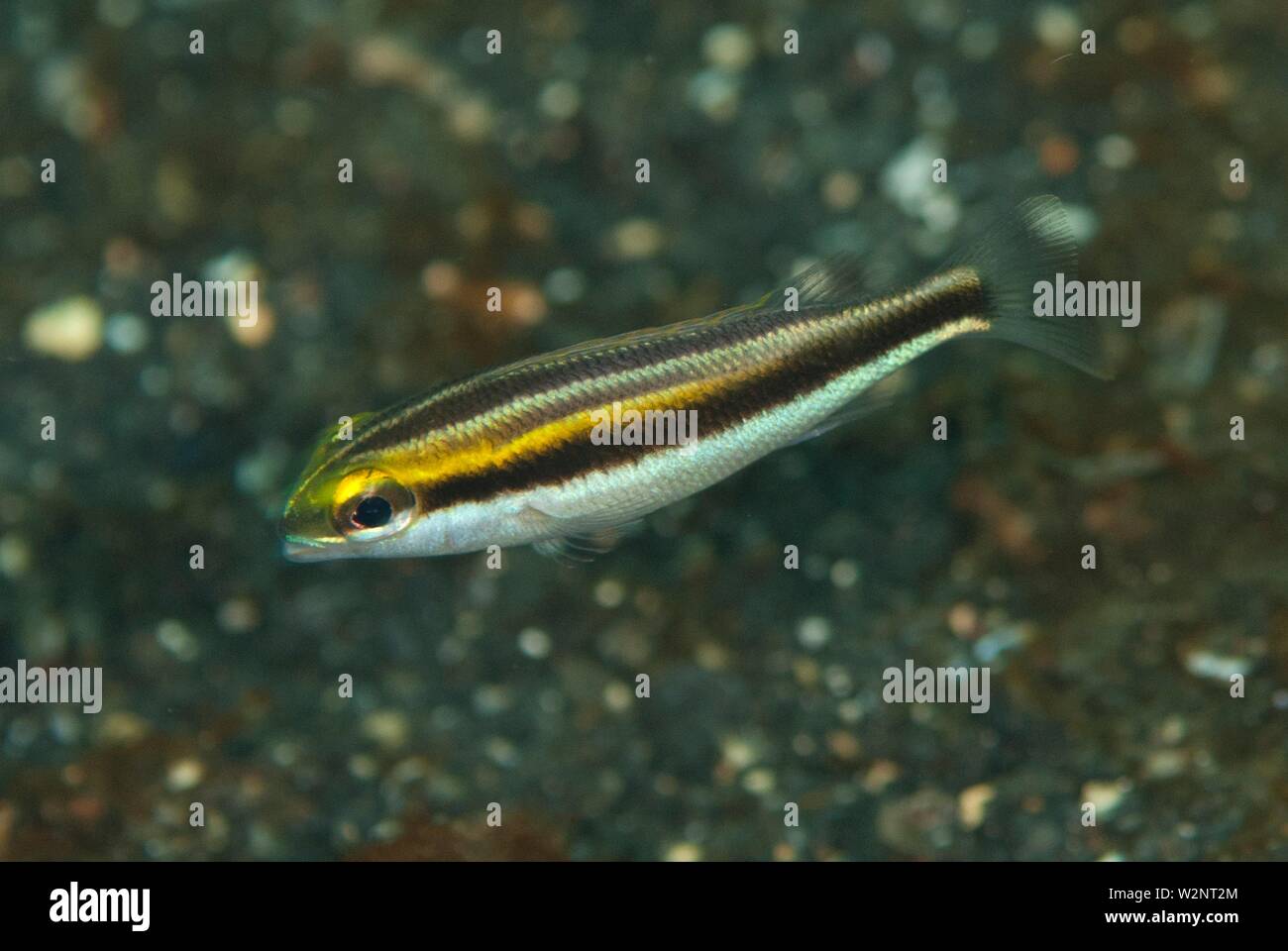 Banded seabream hi-res stock photography and images - Alamy