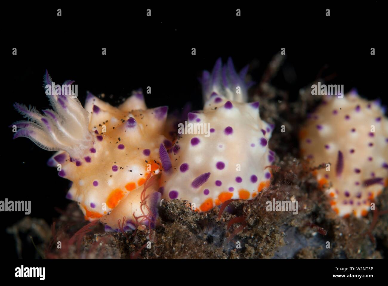 Multi Pustuled Mexichromis Nudibranch High Resolution Stock Photography ...