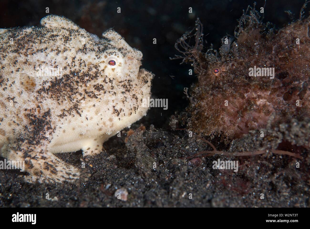 Striped Anglerfish High Resolution Stock Photography and Images - Alamy