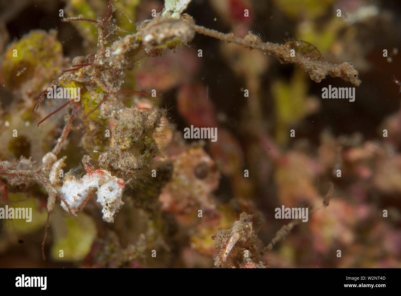 Pipefish Seahorse High Resolution Stock Photography and Images - Alamy