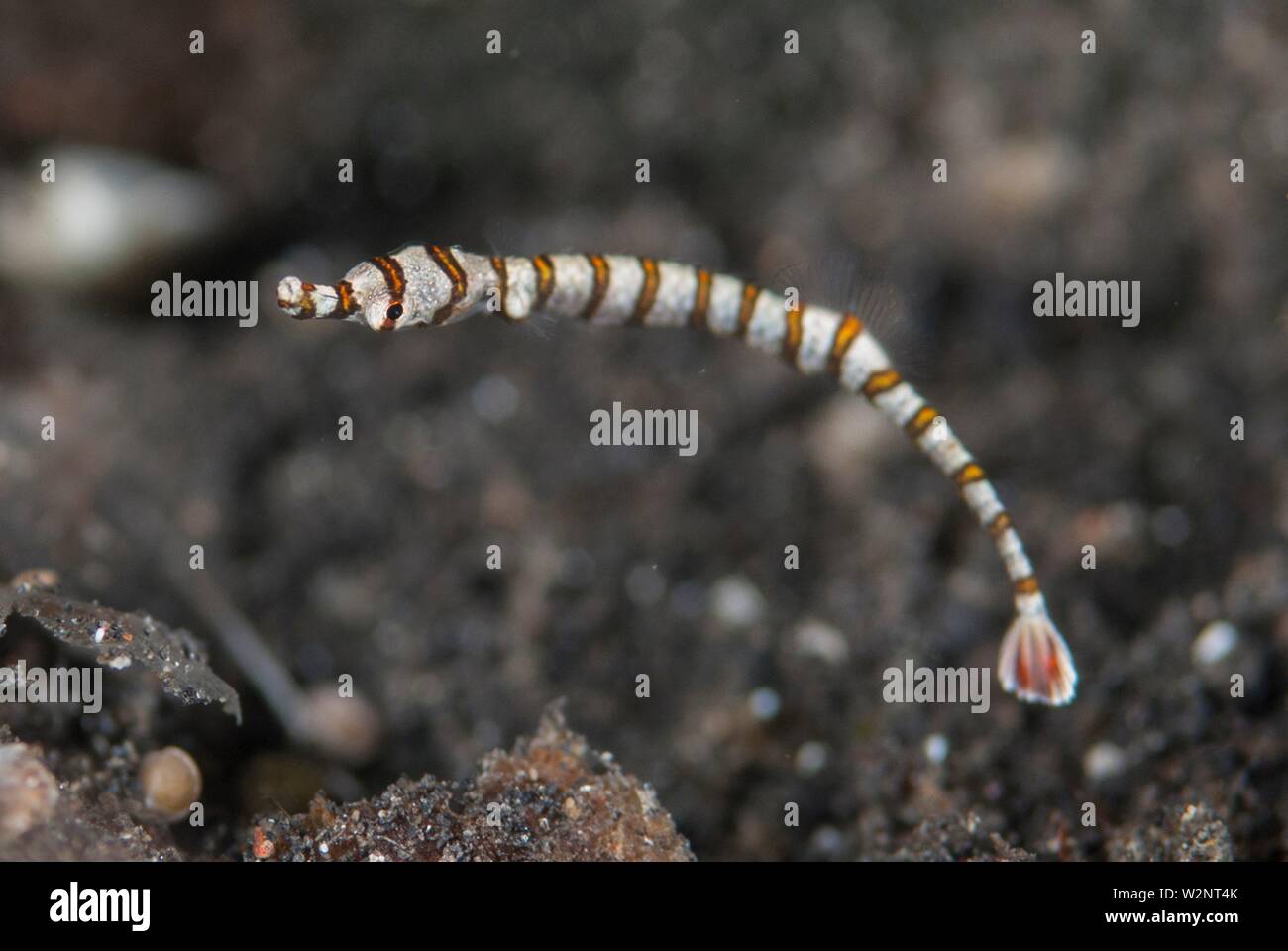 Pipefish Syngnathidae High Resolution Stock Photography and Images - Alamy