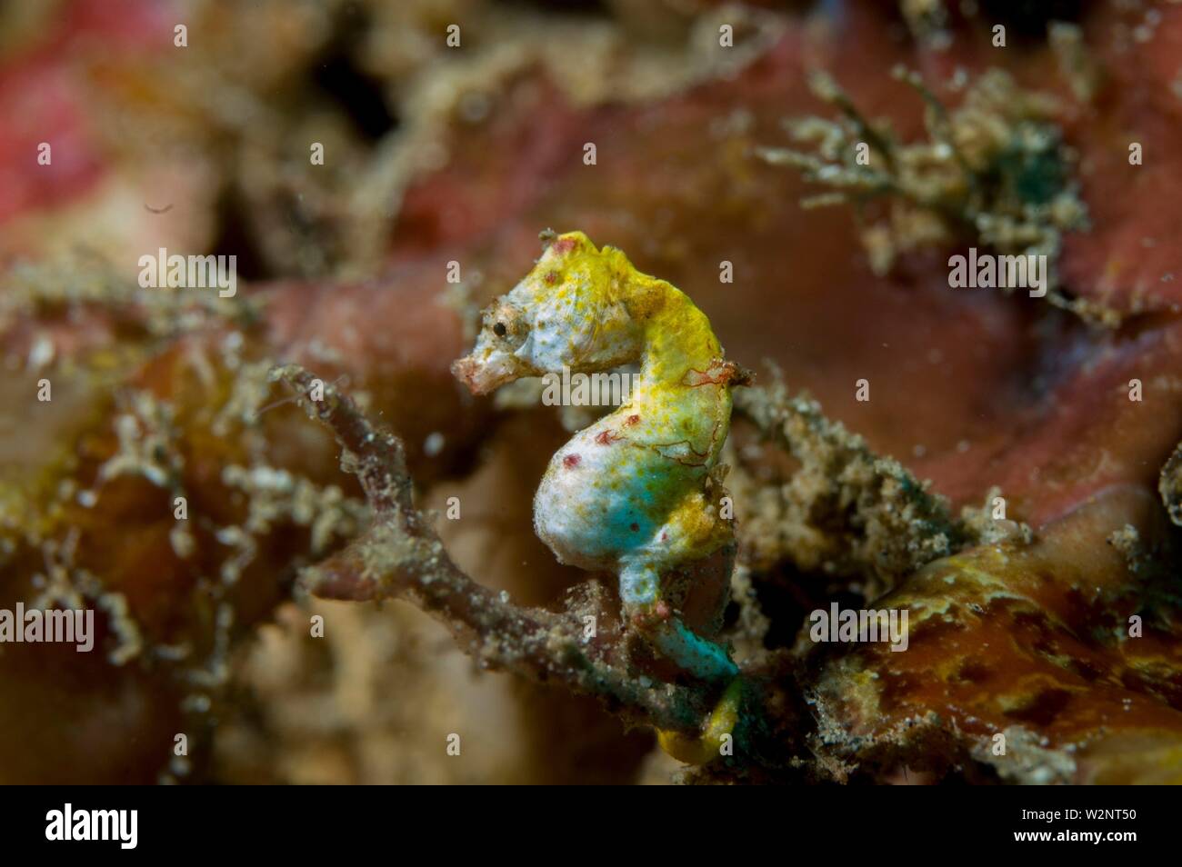 Family syngnathidae hi-res stock photography and images - Alamy