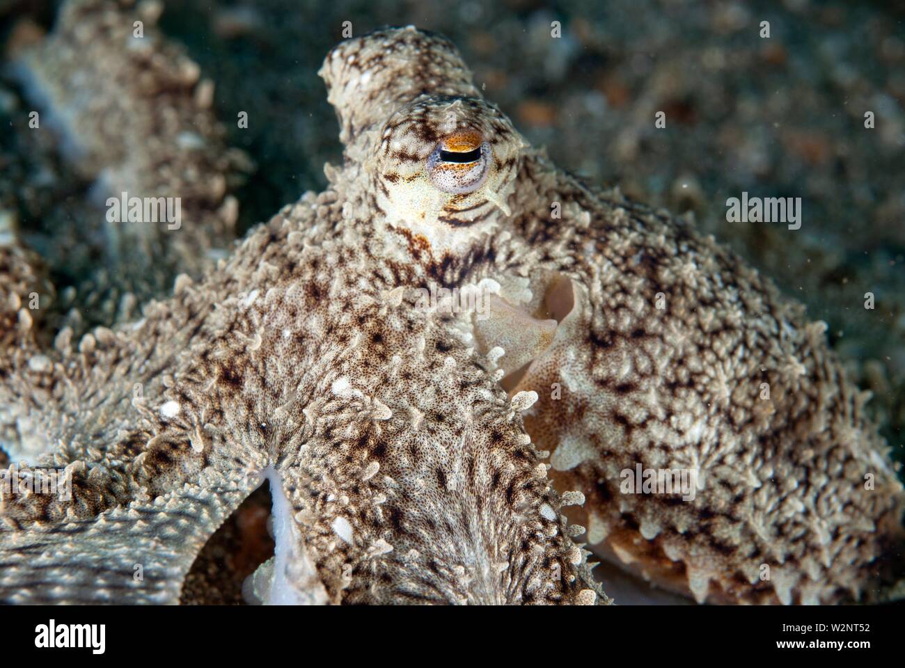 Octopus Octopus Sp High Resolution Stock Photography and Images - Alamy