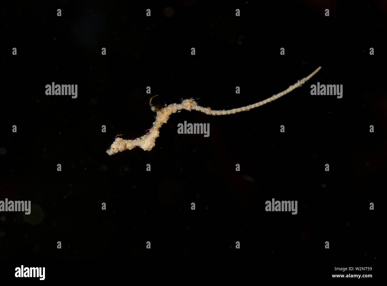 Family syngnathidae hi-res stock photography and images - Alamy