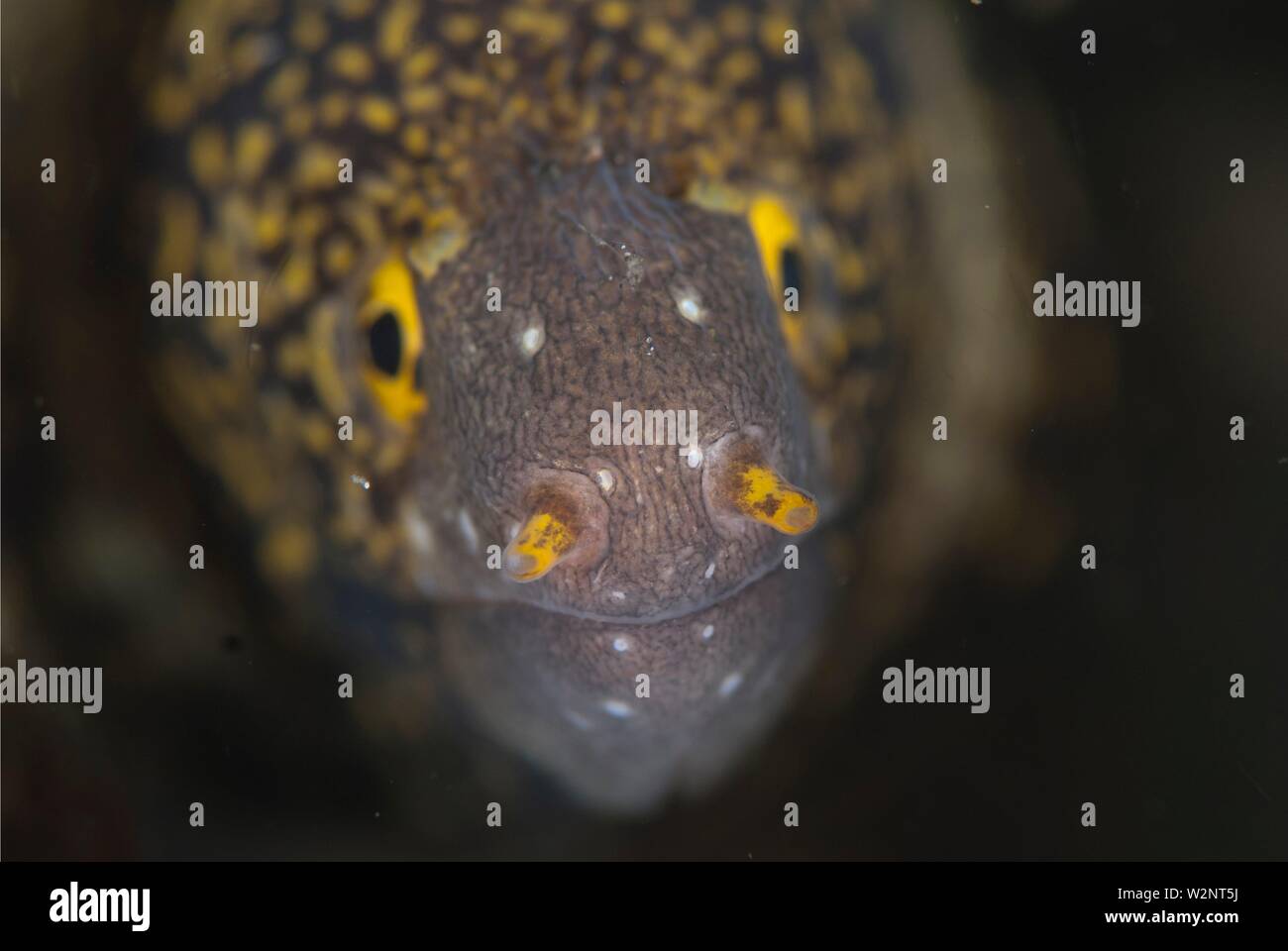 Spiny eel fish hi-res stock photography and images - Alamy