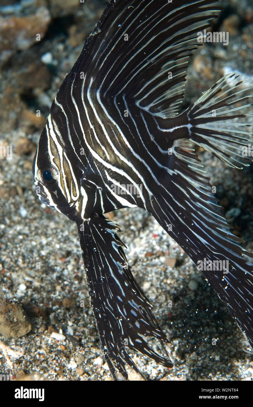 Batavia Batfish High Resolution Stock Photography and Images - Alamy