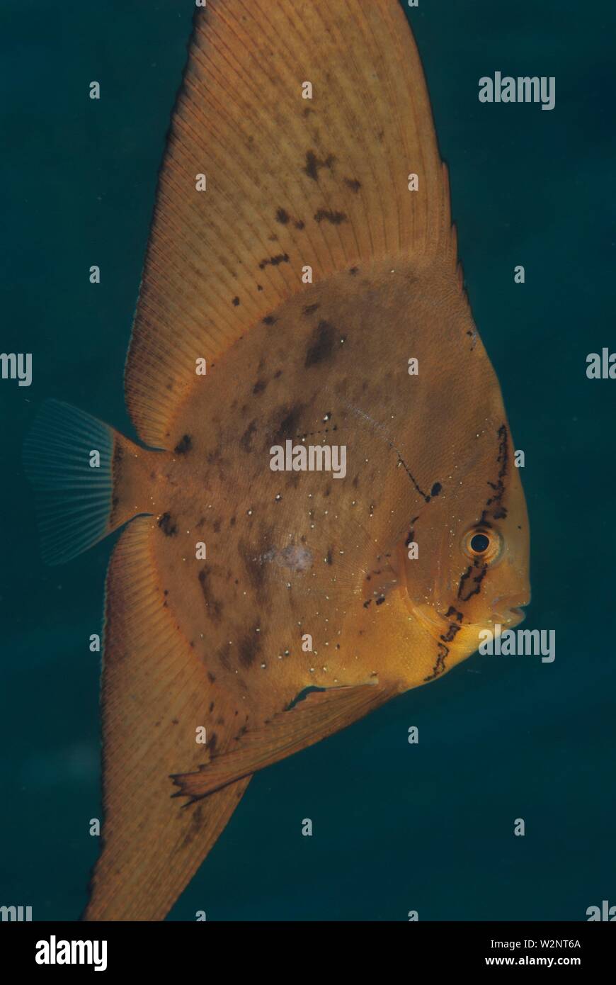 Boersii High Resolution Stock Photography and Images - Alamy