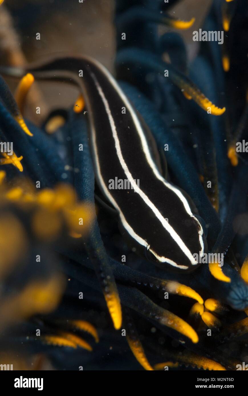 Class Crinoidea High Resolution Stock Photography and Images - Alamy