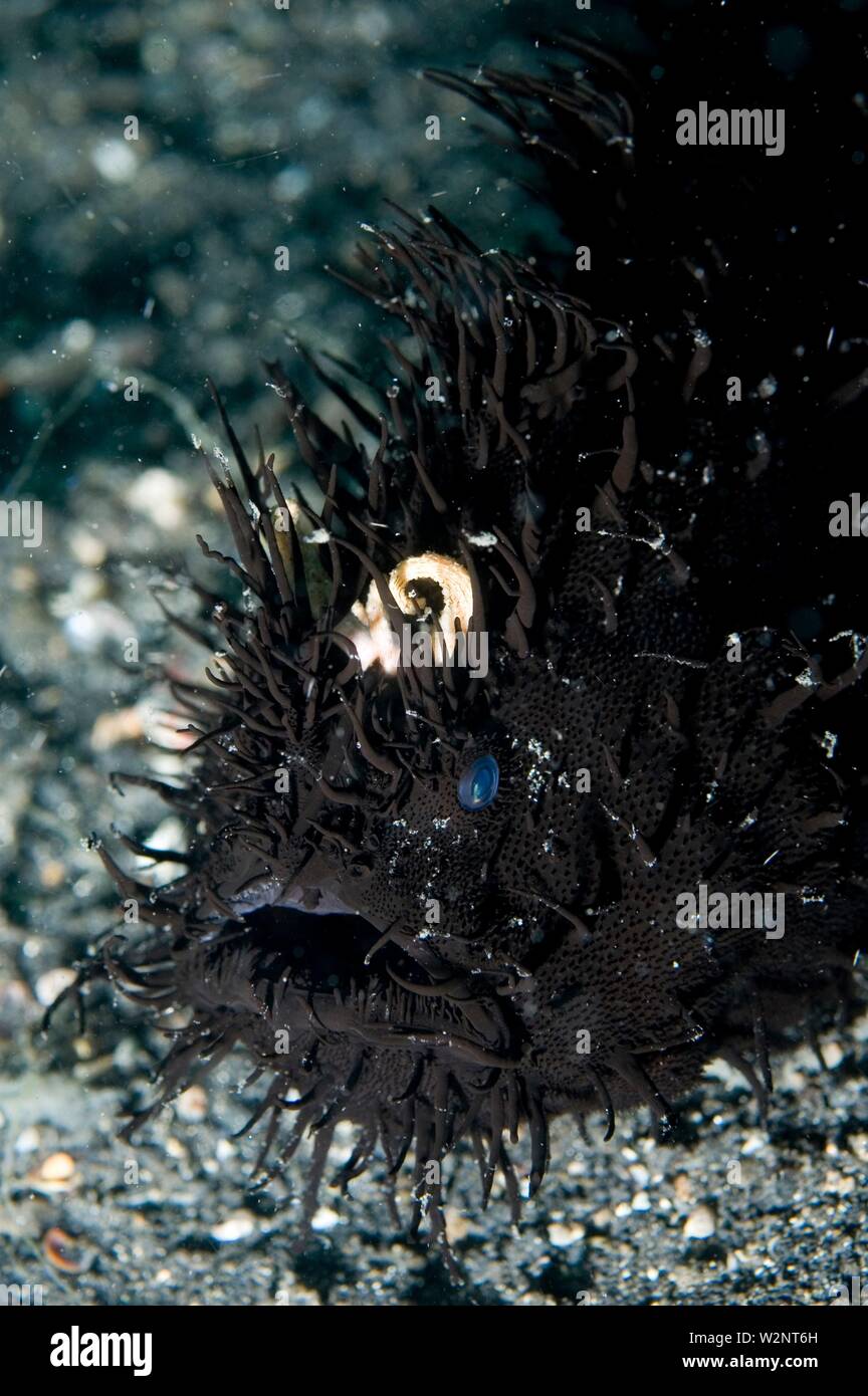 Lophiiformes Lure Stock Photos & Lophiiformes Lure Stock Images - Alamy