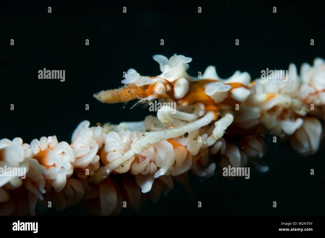 Black Coral Antipatharia High Resolution Stock Photography and Images ...