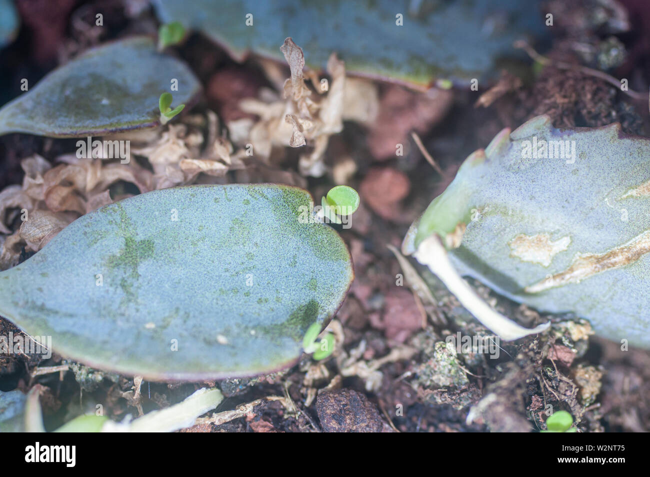 Succulent propagation from leaf cuttings. Closeup of a leaf cutting of ...