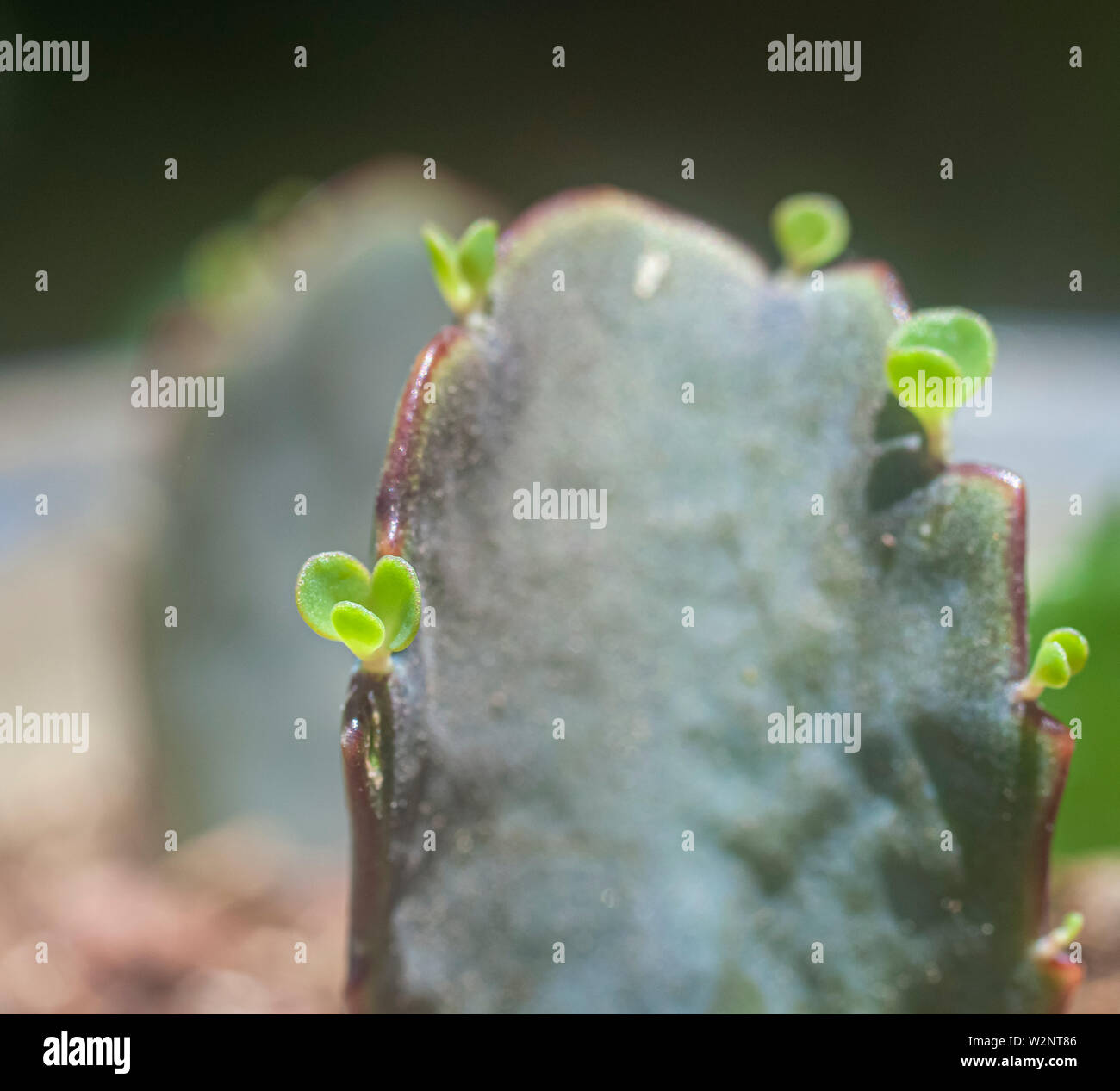 Succulent propagation from leaf cuttings. Closeup of a leaf cutting of ...