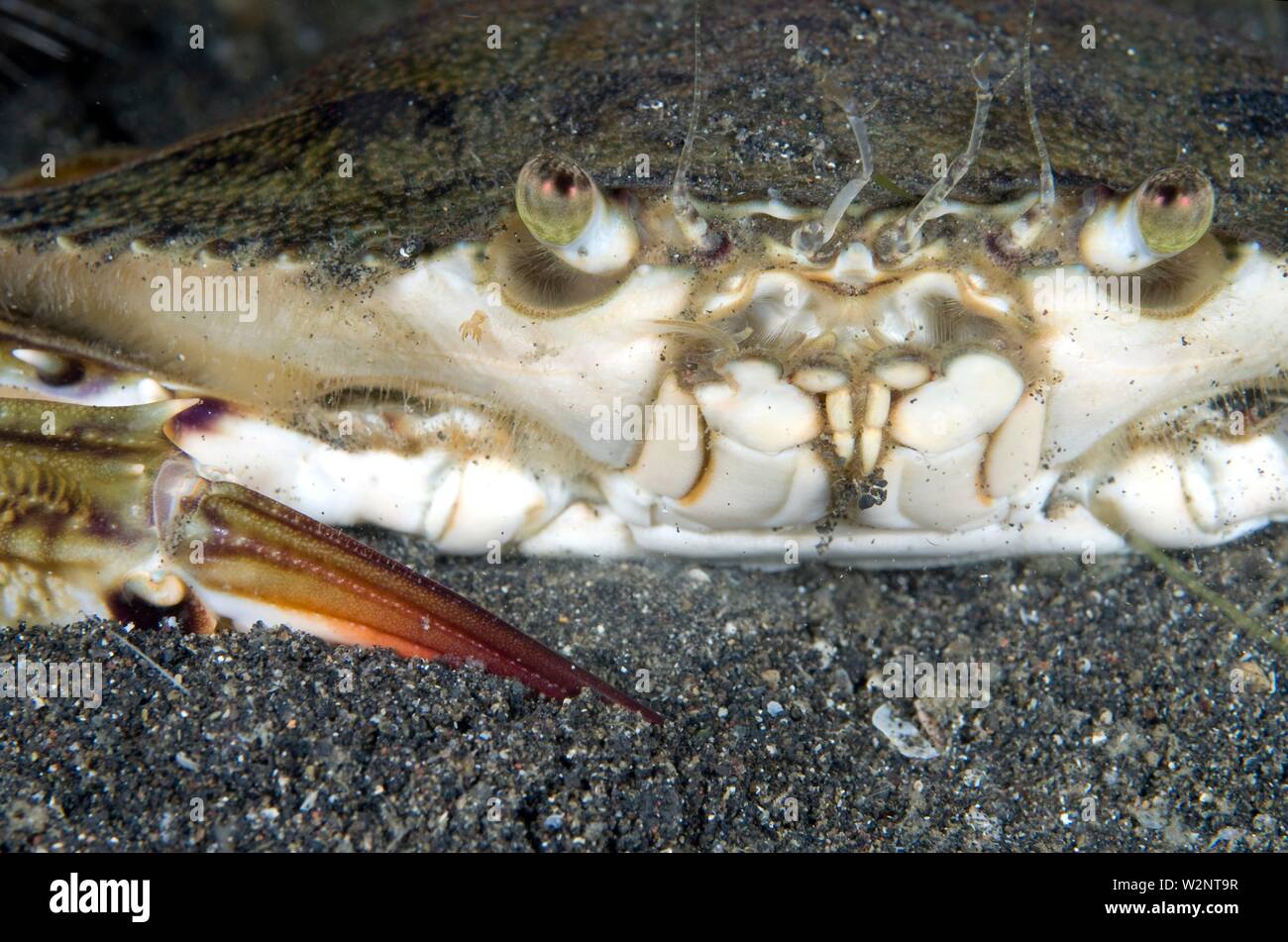 Portunidae hi-res stock photography and images - Alamy