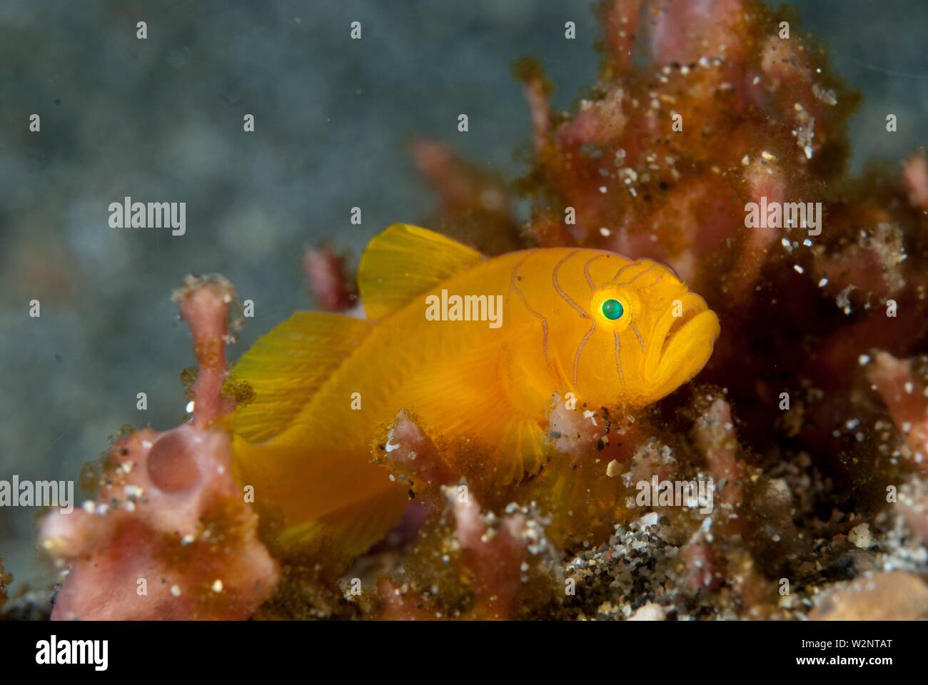 Family Gobiidae High Resolution Stock Photography and Images - Alamy