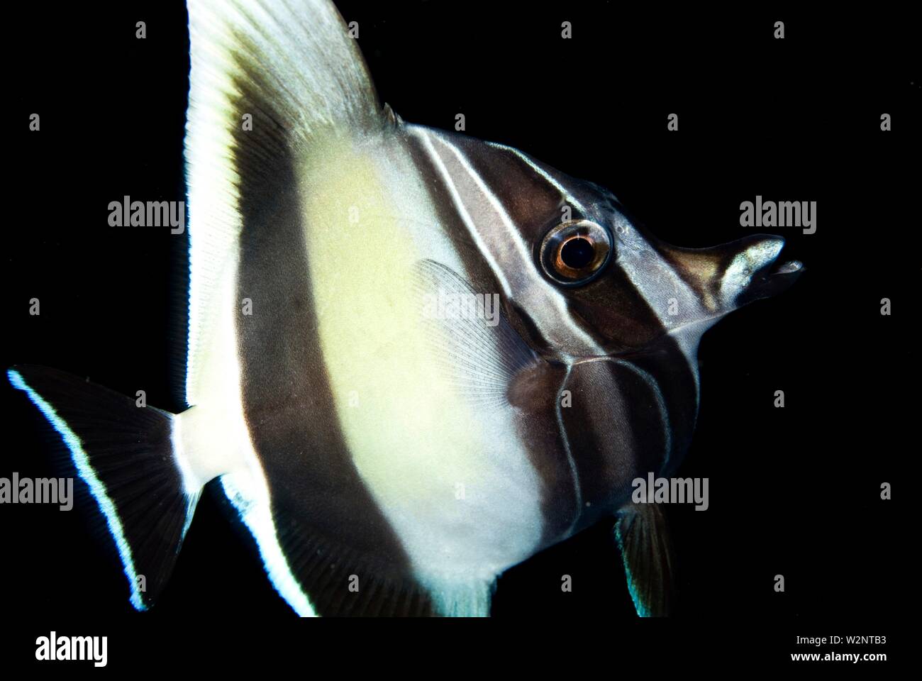 Nudi Falls Dive Site High Resolution Stock Photography and Images - Alamy