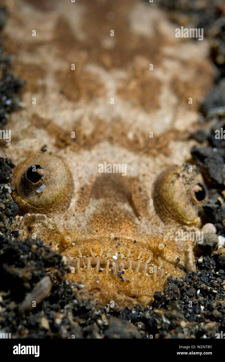 Marbled stargazer hi-res stock photography and images - Alamy