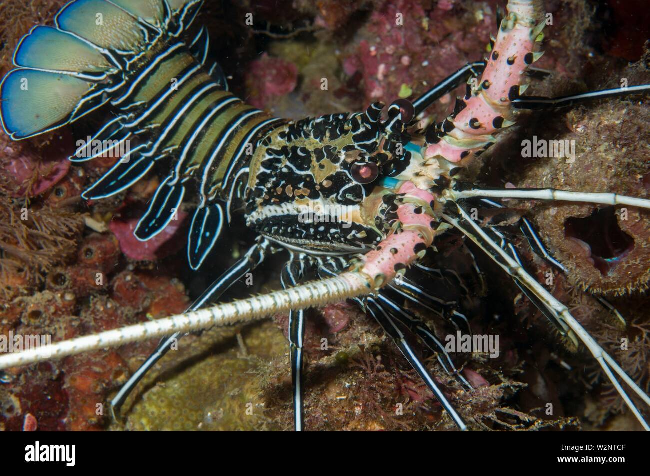 Spiny lobsters palinuridae hi-res stock photography and images - Alamy