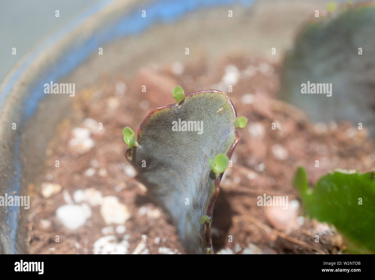 Succulent propagation from leaf cuttings. Closeup of a leaf cutting of ...