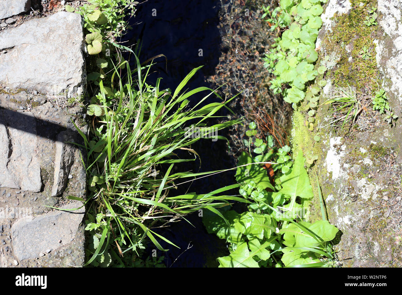 Beautiful green leafy plants on top of levada water photographed while ...