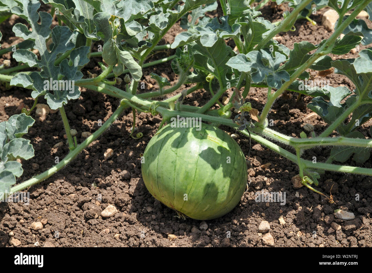 Watermelon plant growing hi-res stock photography and images - Alamy