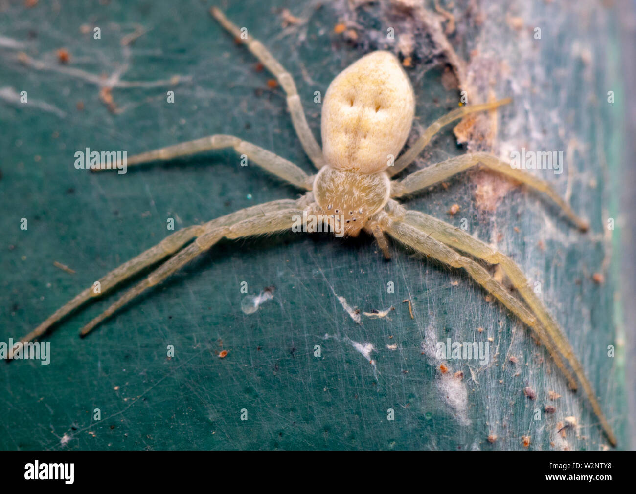 spiders are part of Israels wildlife Stock Photo - Alamy