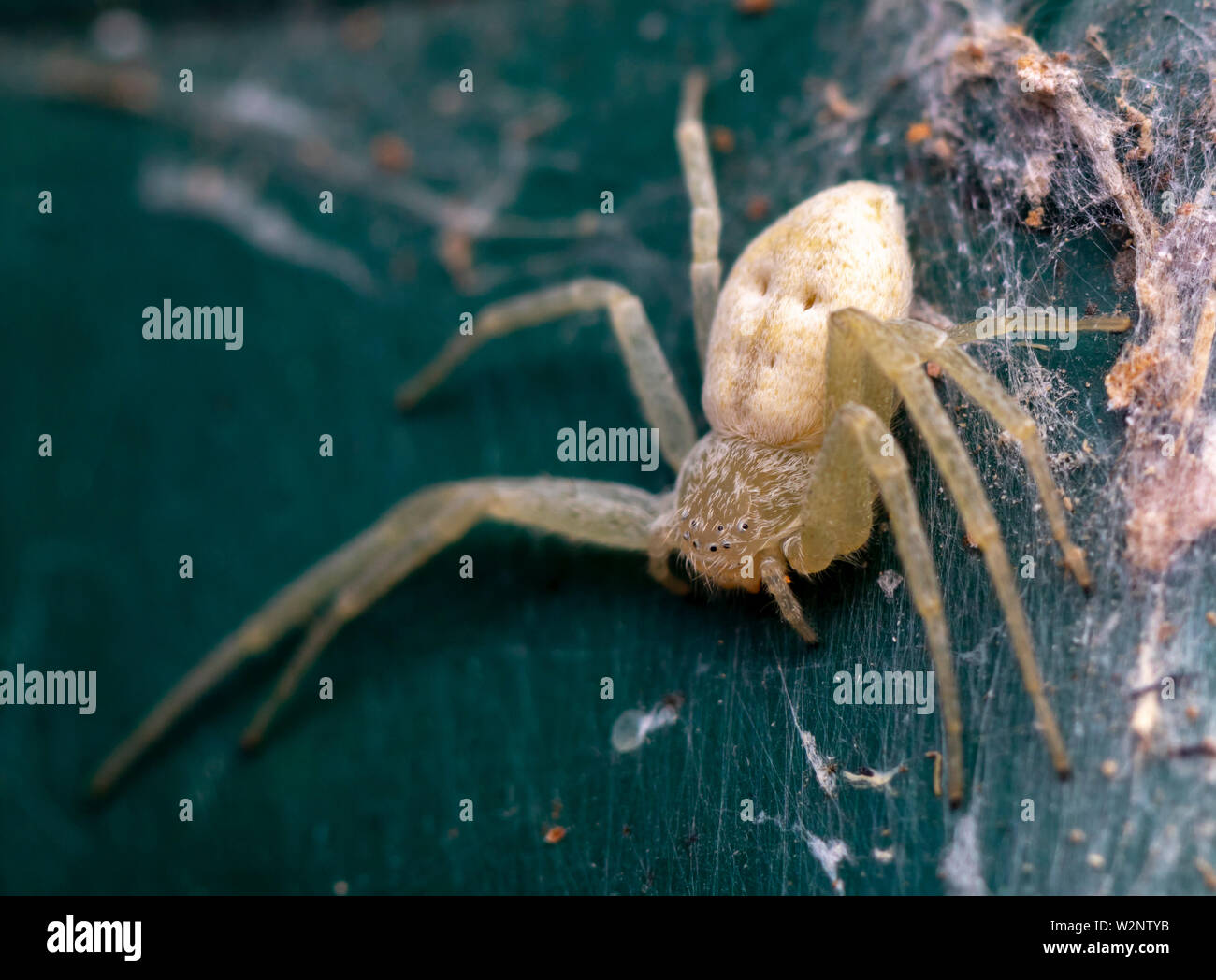 spiders are part of Israels wildlife Stock Photo - Alamy
