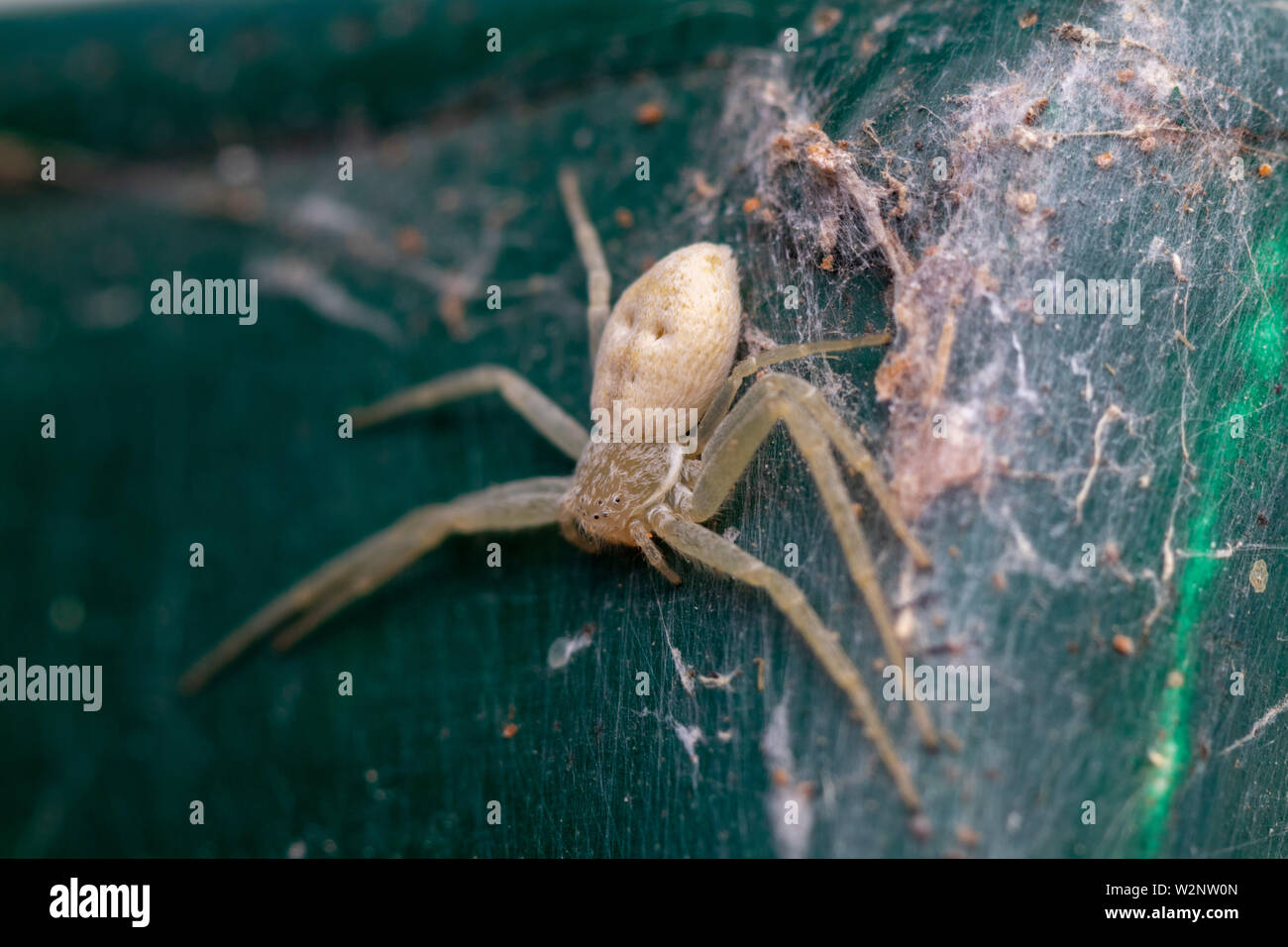 spiders are part of Israels wildlife Stock Photo - Alamy