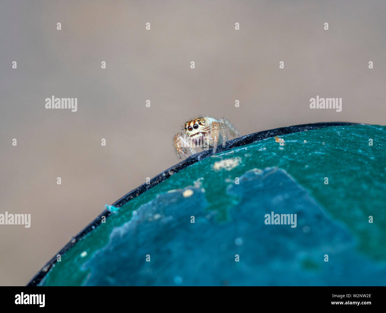 beautiful macro photo of a jumping spider Stock Photo - Alamy